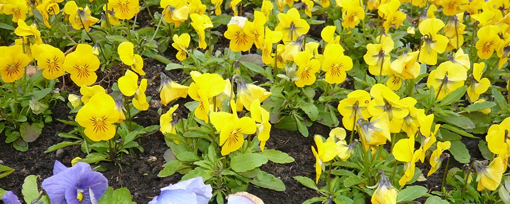 macešky po odkvětu Archivy - HOME