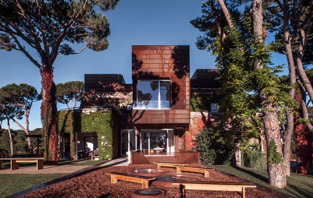 plazivé rostliny | HOME