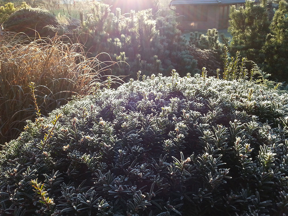 V zimě nejvíce oceníte ty druhy rostlin, které… | HOME